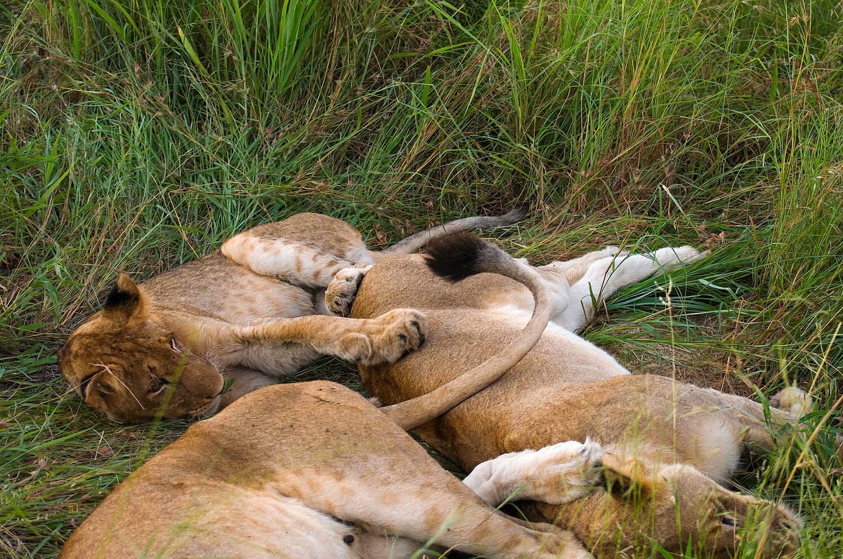 I Am a Baby Lion. And I like to play with tails | by Erika Burkhalter ...