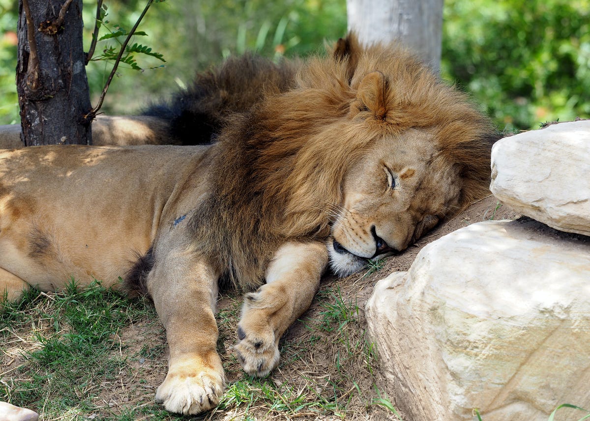 How to deal with dead lions. Wait! What’ve they got to do with my… | by Asep Saripudin | Medium
