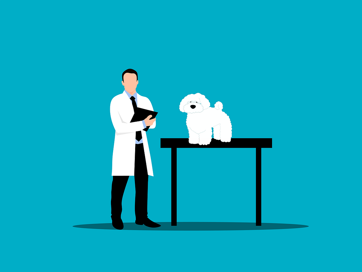 The Benefits of Regular Pet Check-Ups | by pawsome pet care | Medium