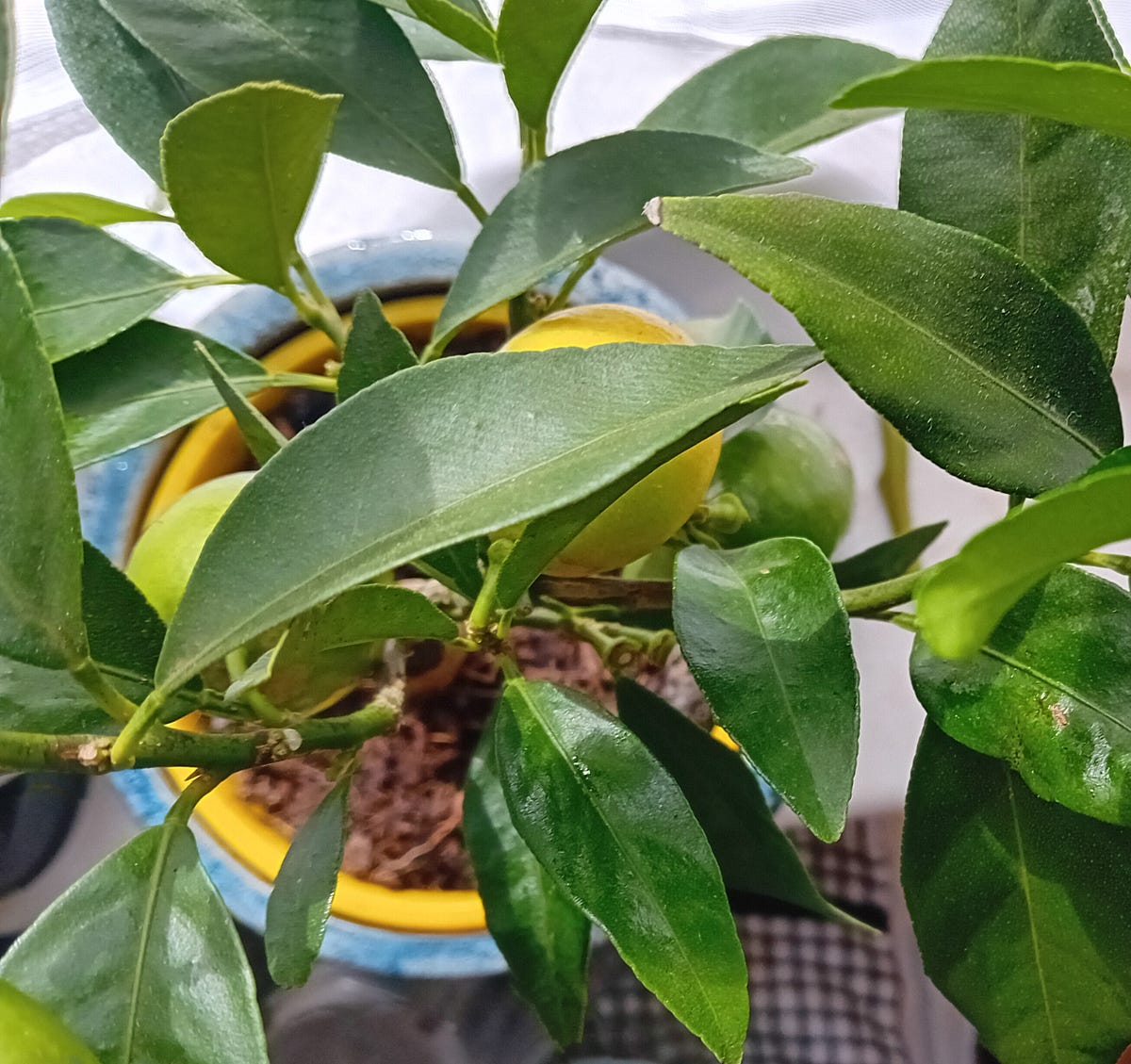Lemon Tree Update | Hydroponics. An Update And Something New | by ...