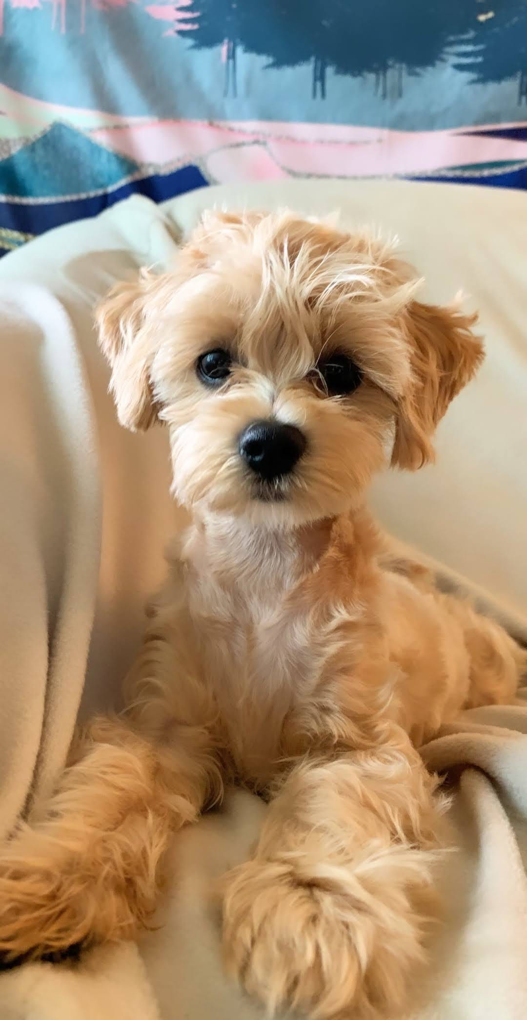 Maltipoo Haircut Pictures