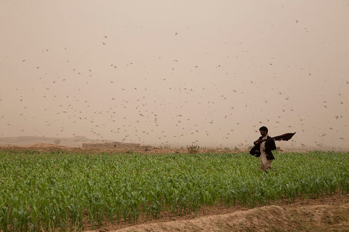 Locusts Attack: Everything You Need to Know About it | by MUHAMMAD ...