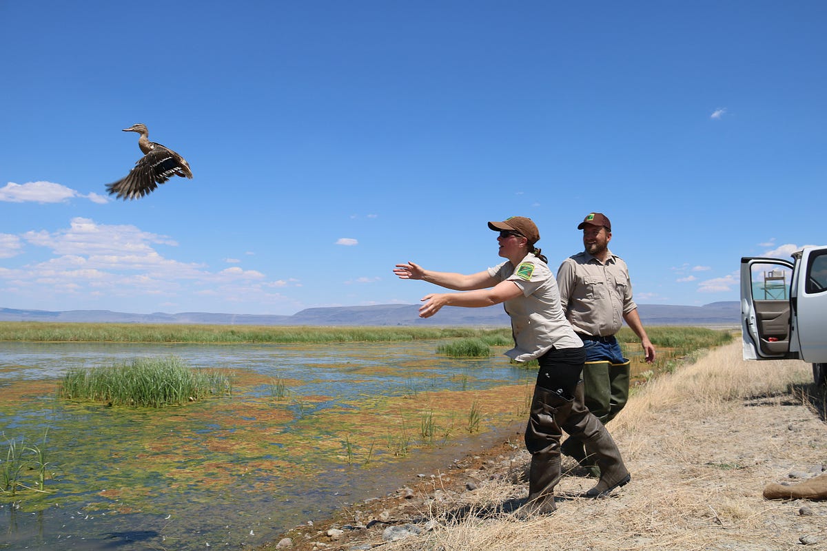 Duck Banding Adventure. By Scott Haugen | by MyODFW | Medium