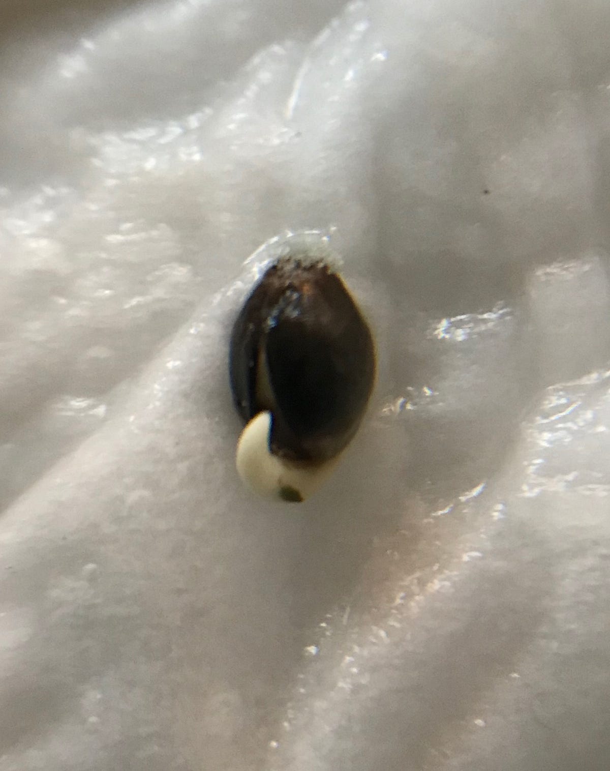 Growing your first Cannabis Plant in your Condo — Part 1 | by Peter ...