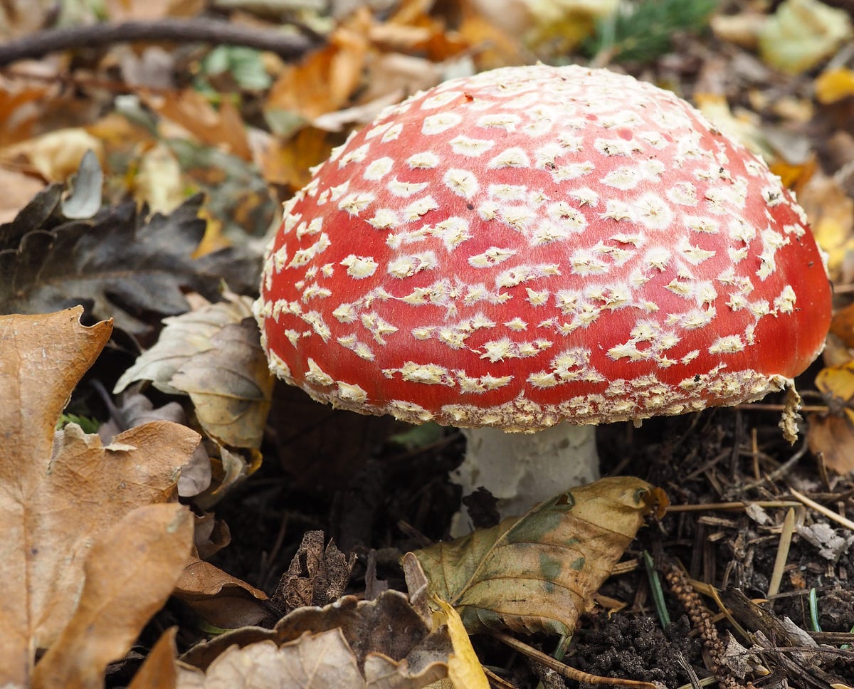 Red for Danger, Toxic Beauty - SNAPSHOTS - Medium