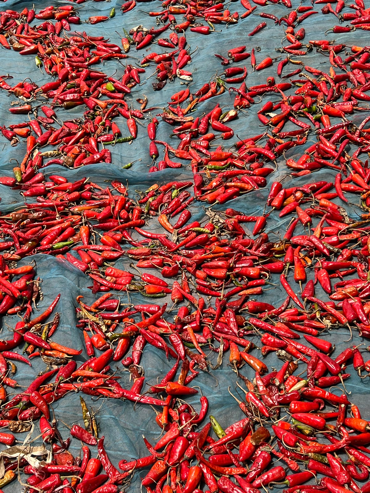 TUI Intro. quick intro about me! | by Victor Zhenyi Wang | Medium