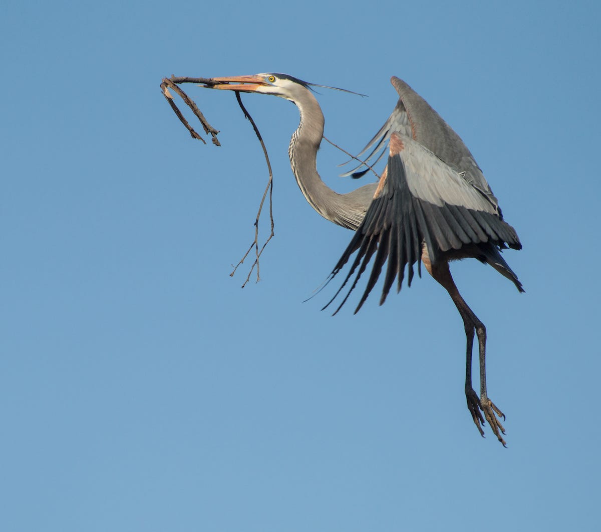 Photographing Great Blue Herons. in the wild of course… | by Deborah ...