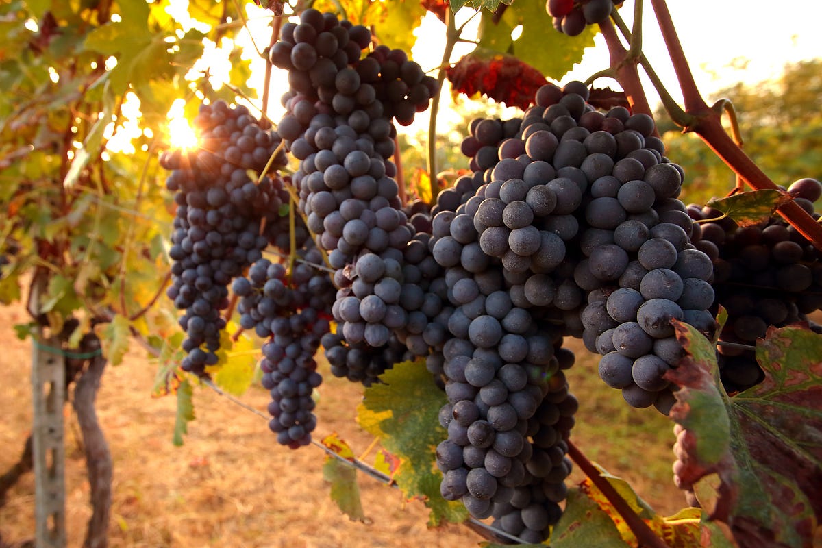 Il cibo dopo il coronavirus: ripartiamo dal grano e dall’uva (di casa ...