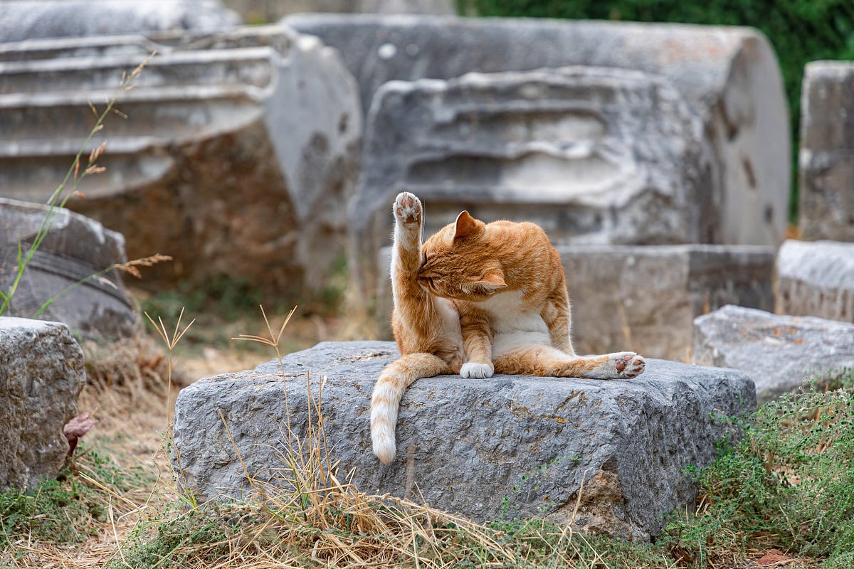 Red Cat on Rock. The Red Cat on Rock is a captivating… | by Ajmalfareed ...