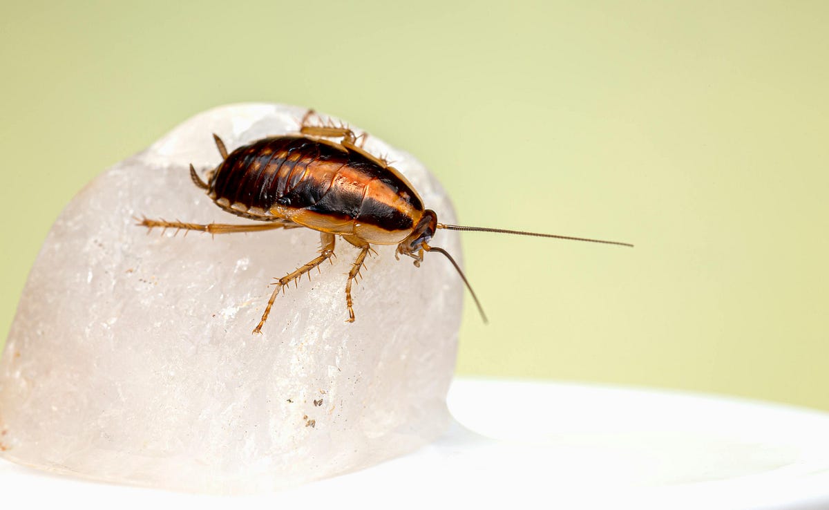 Seasonal Changes and Roach Activity: What You Need to Know | by Andrew ...
