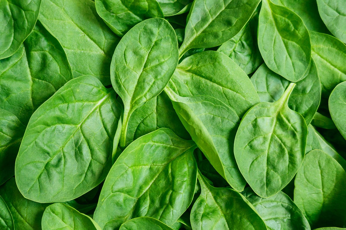 Could Spinach Be Used to Detect Bombs? | by Xochitl Garcia | Science ...