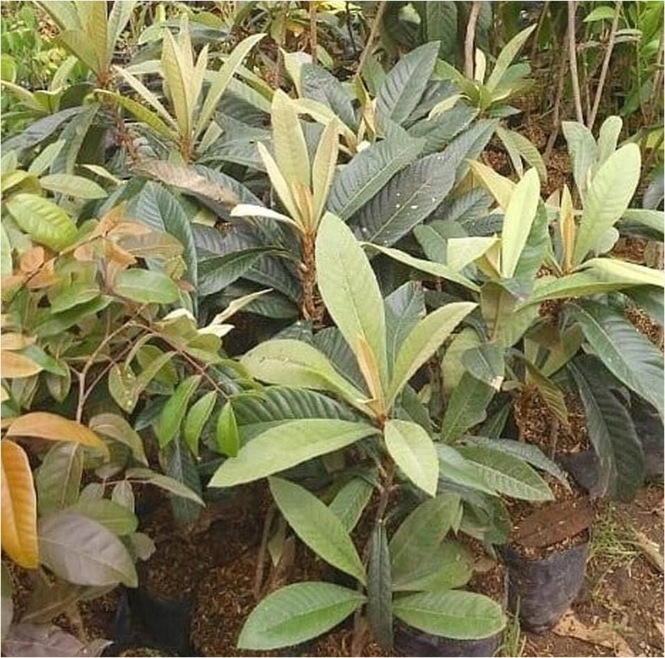 Bibit Leci Kuning Biwa Cangkok Garut | by Agro Tani Berkarya | Medium