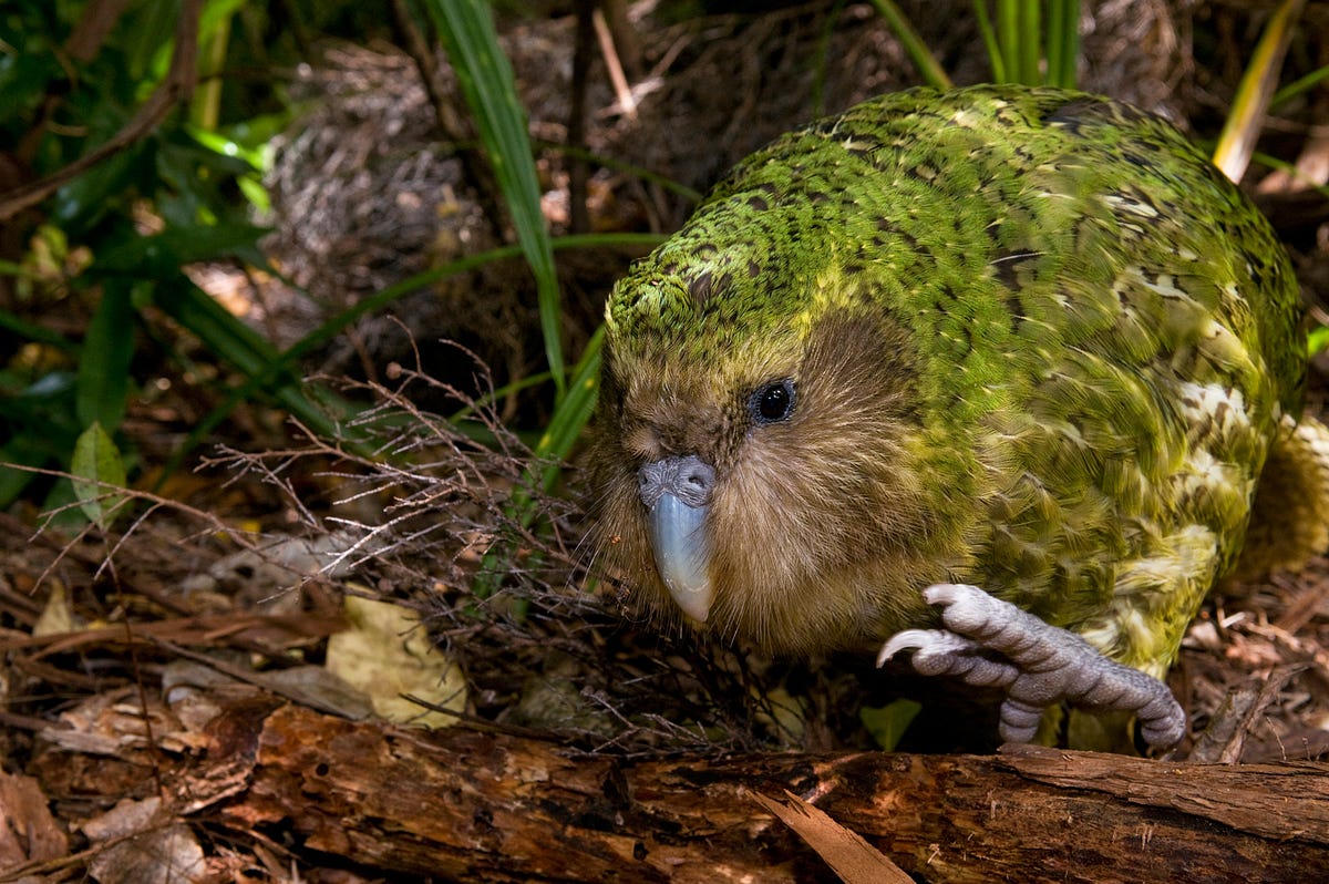 What is a Disruption ?. The Kakapo | by SAINT H | Disruptive ...