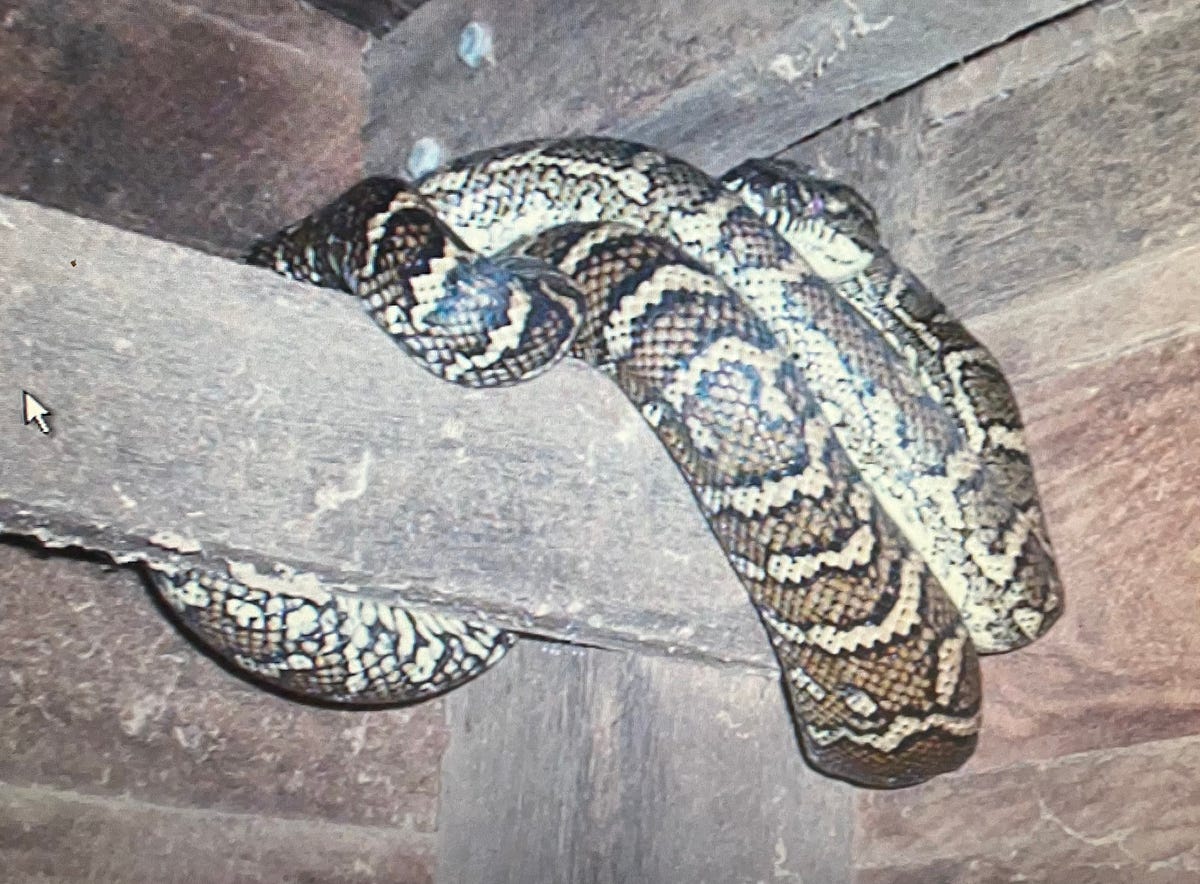 Pythons and me. The intelligence of the Australian… | by Marijke ...