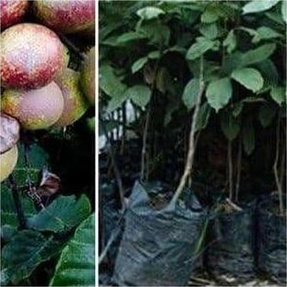 Bibit Matoa Pohon Buah Tanaman Banyuwangi Terbaik | by Jasmin Buah | Medium