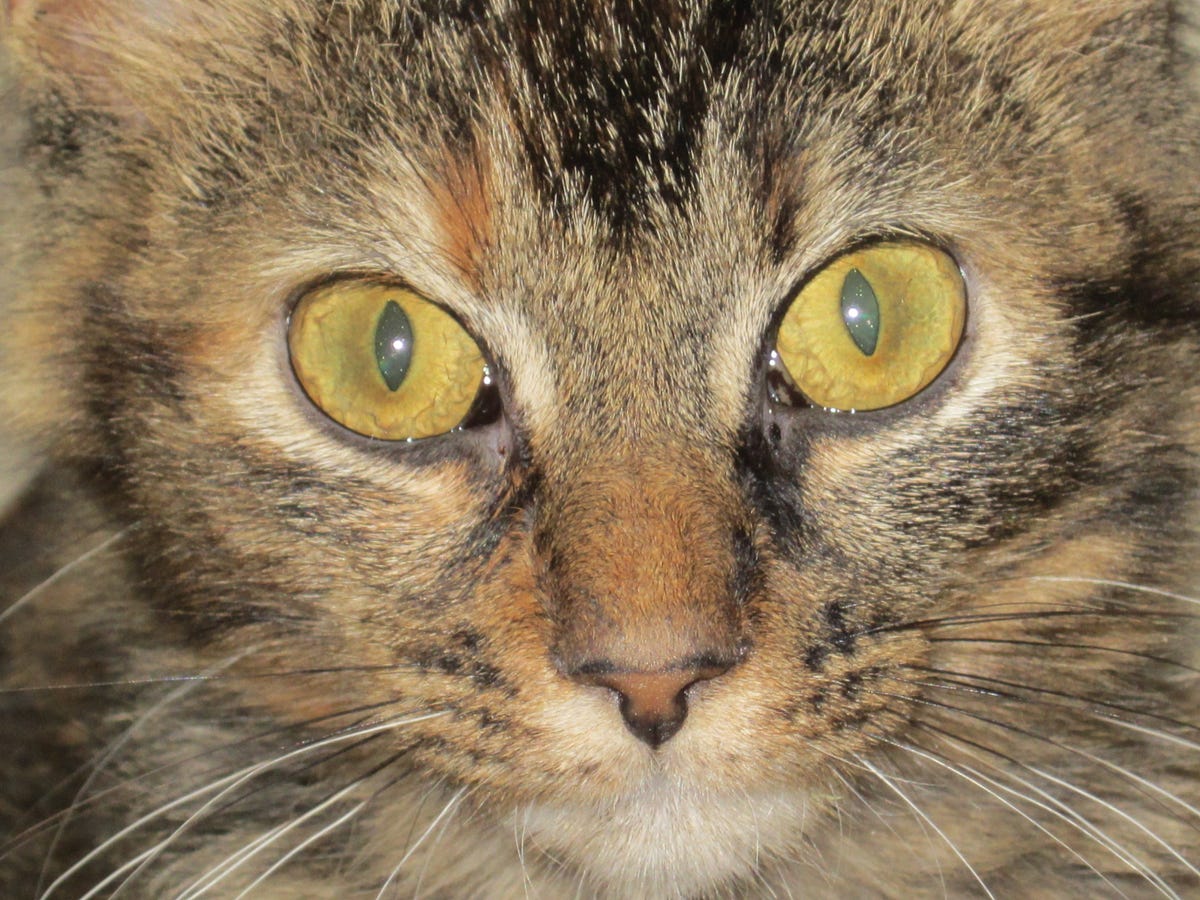 Six Things That Freak Out Your Cat | by Nancy Parish | Catness | Medium