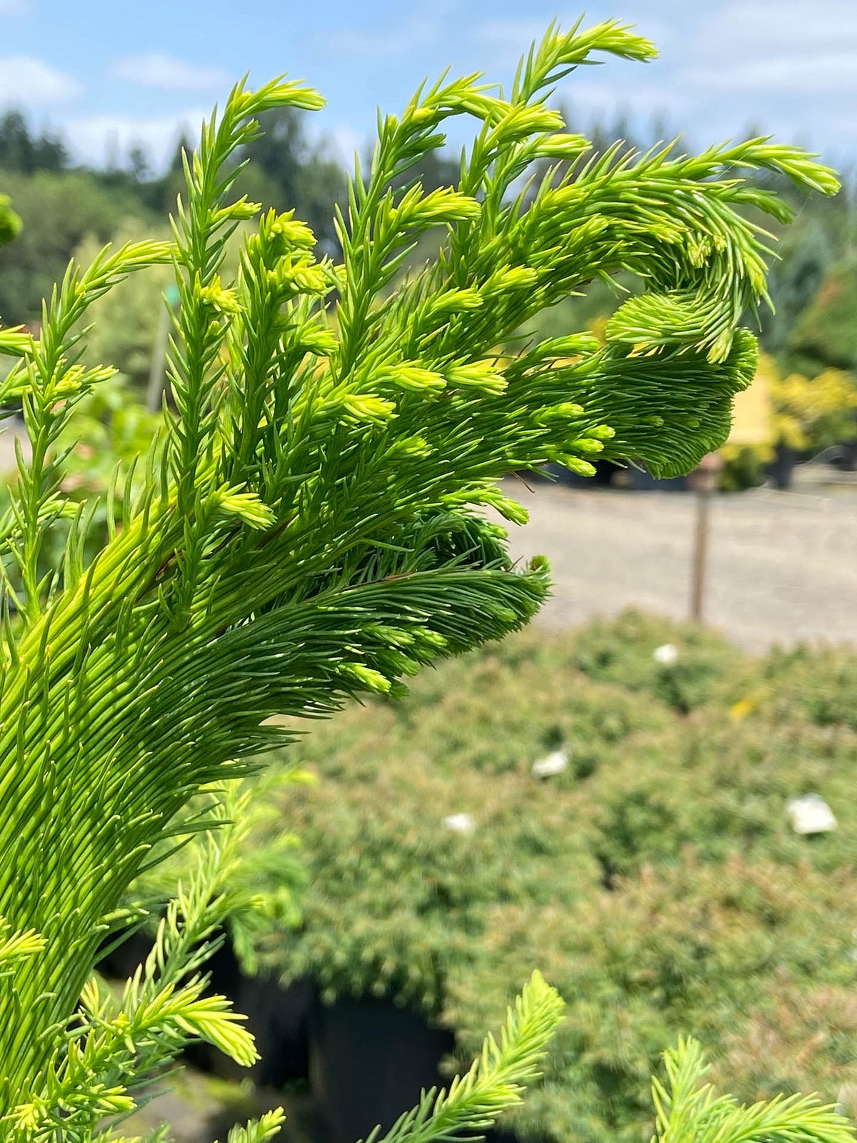 The Benefits of Planting Cryptomeria japonica ‘Cristata’ Japanese Cedar ...