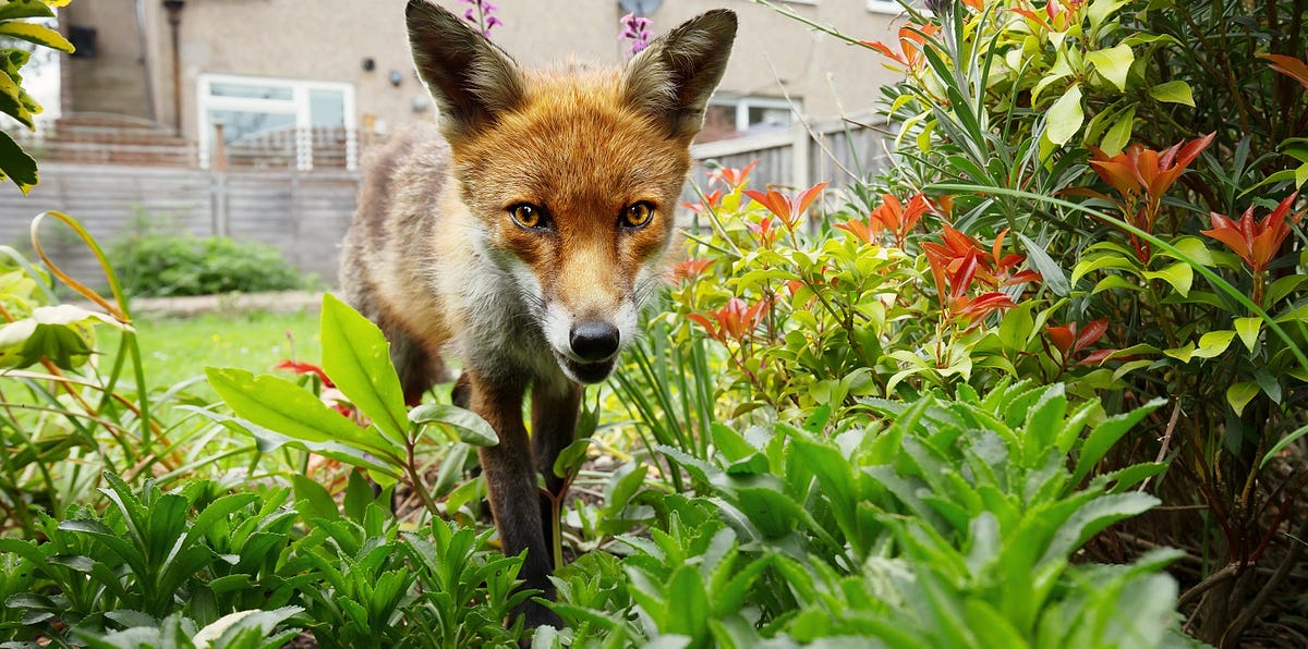Coronavirus: how is urban wildlife responding to the lockdown? | by ...