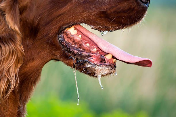 Wild Animals With Rabies Foaming At The Mouth