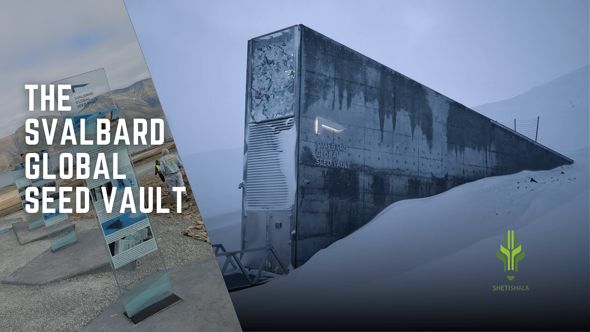 Cryopreservation at Svalbard: The Hidden Hero of Global Food Stability ...