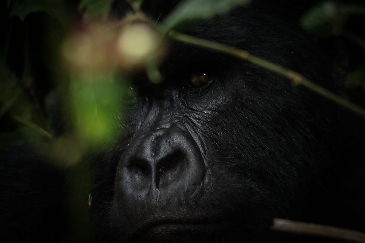 Collaboration is the key in the fight for conservation | by WWF Markets ...