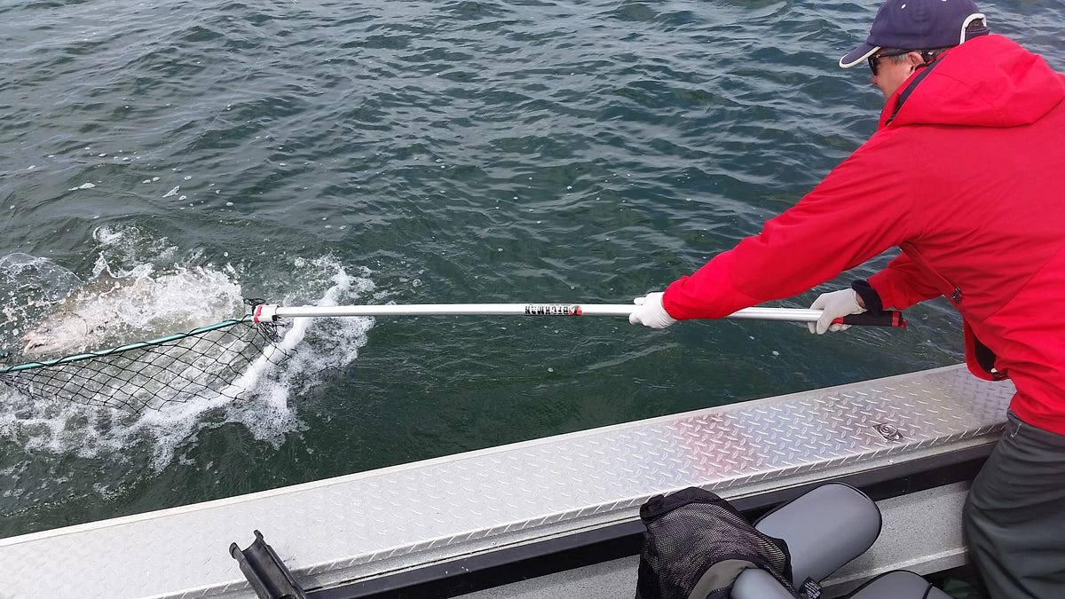 Science, sharing, and sustainability: demystifying the Columbia River ...