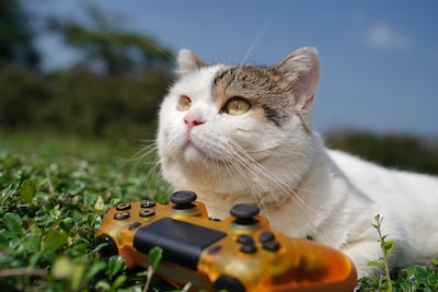 The Purrfect Companion: How Cats Can Make You a Better Gamer | by Mr ...