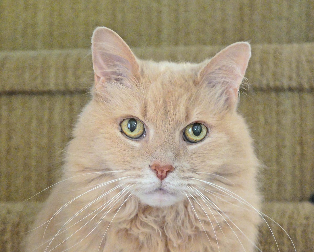 Caturday with Taffy - Catness - Medium