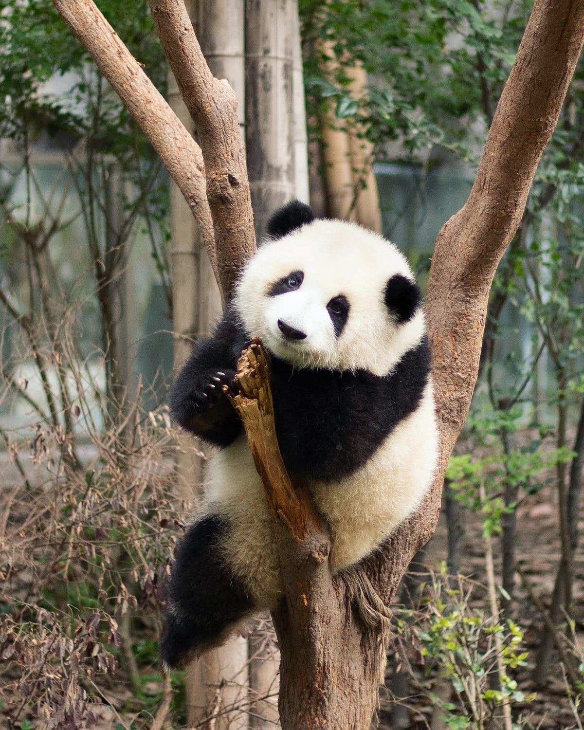 Who am I?. Disclaimer, I’m not actually a panda. | by PedanticPanda ...