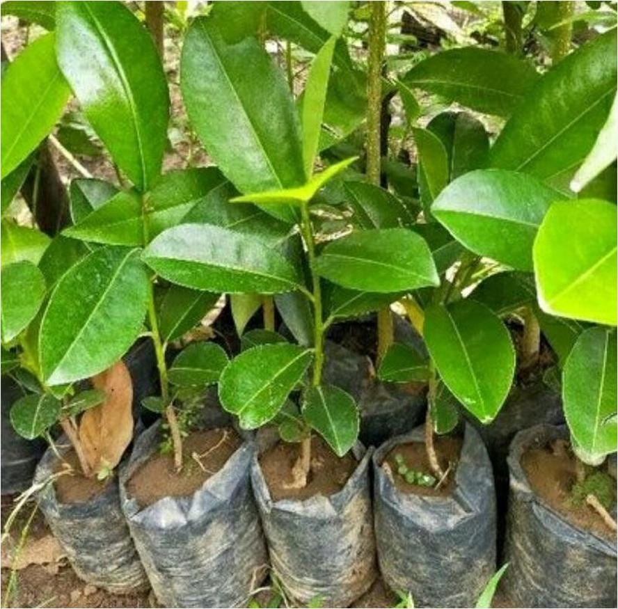 Bibit Kenitu Hijau Buah Genitu Sawo Susu Apel Kota Malang Terunggul ...