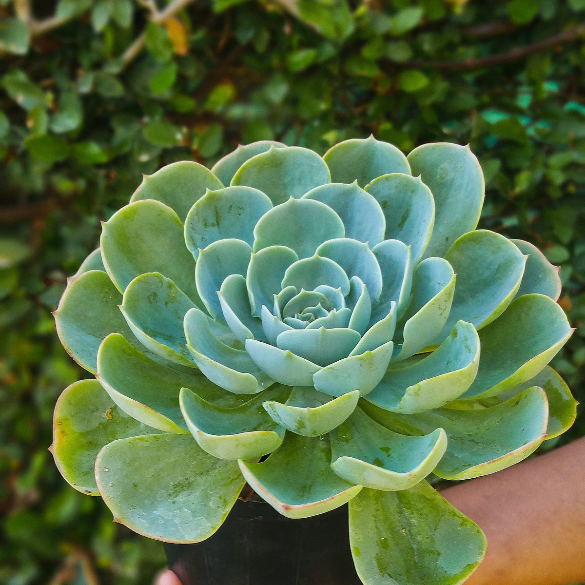 Succulent SOS: Unleash Your Inner Plant Whisperer | by BC Le | Medium