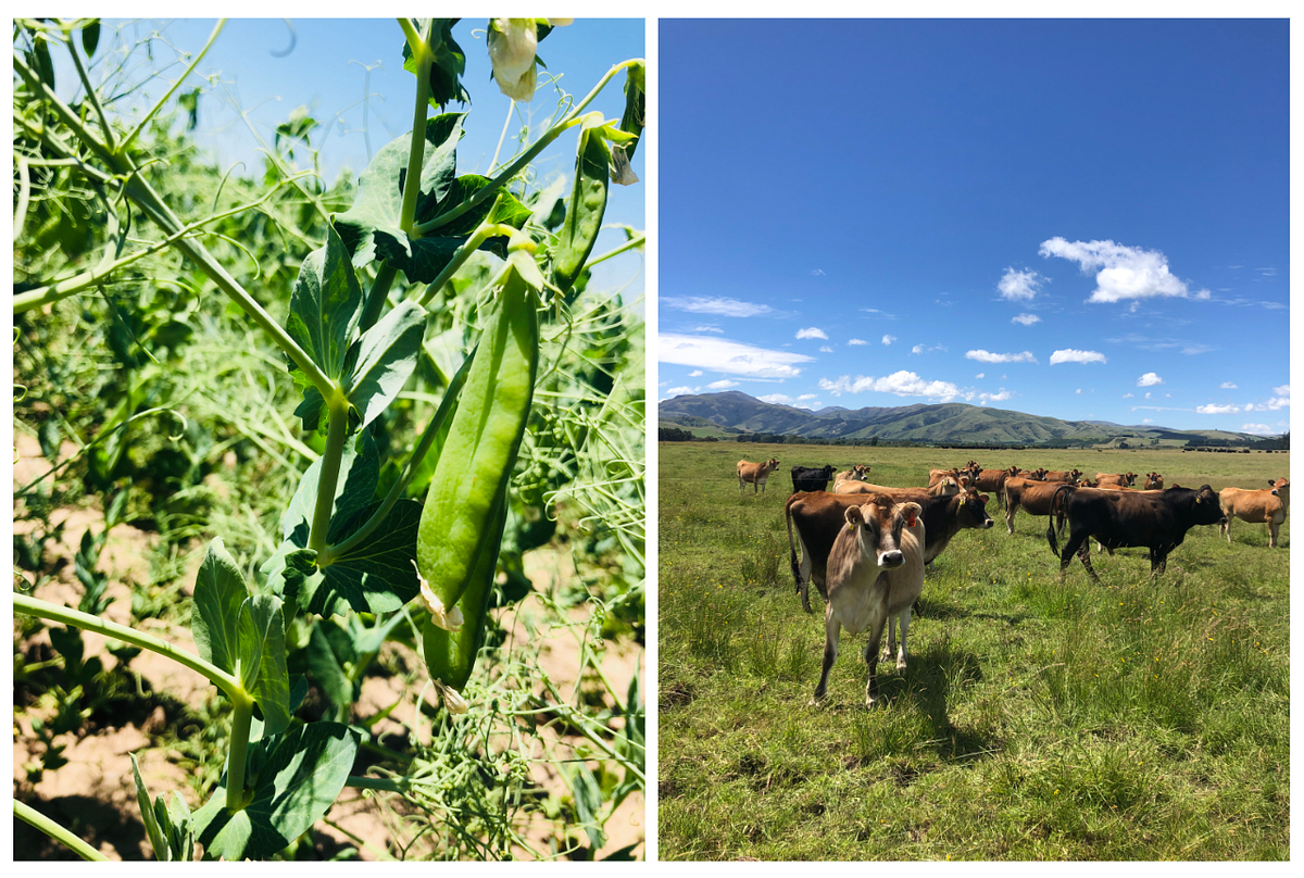 It’s Complicated: Plant-Based Burger Vs. Beef-Burger | by Alissa Welker ...