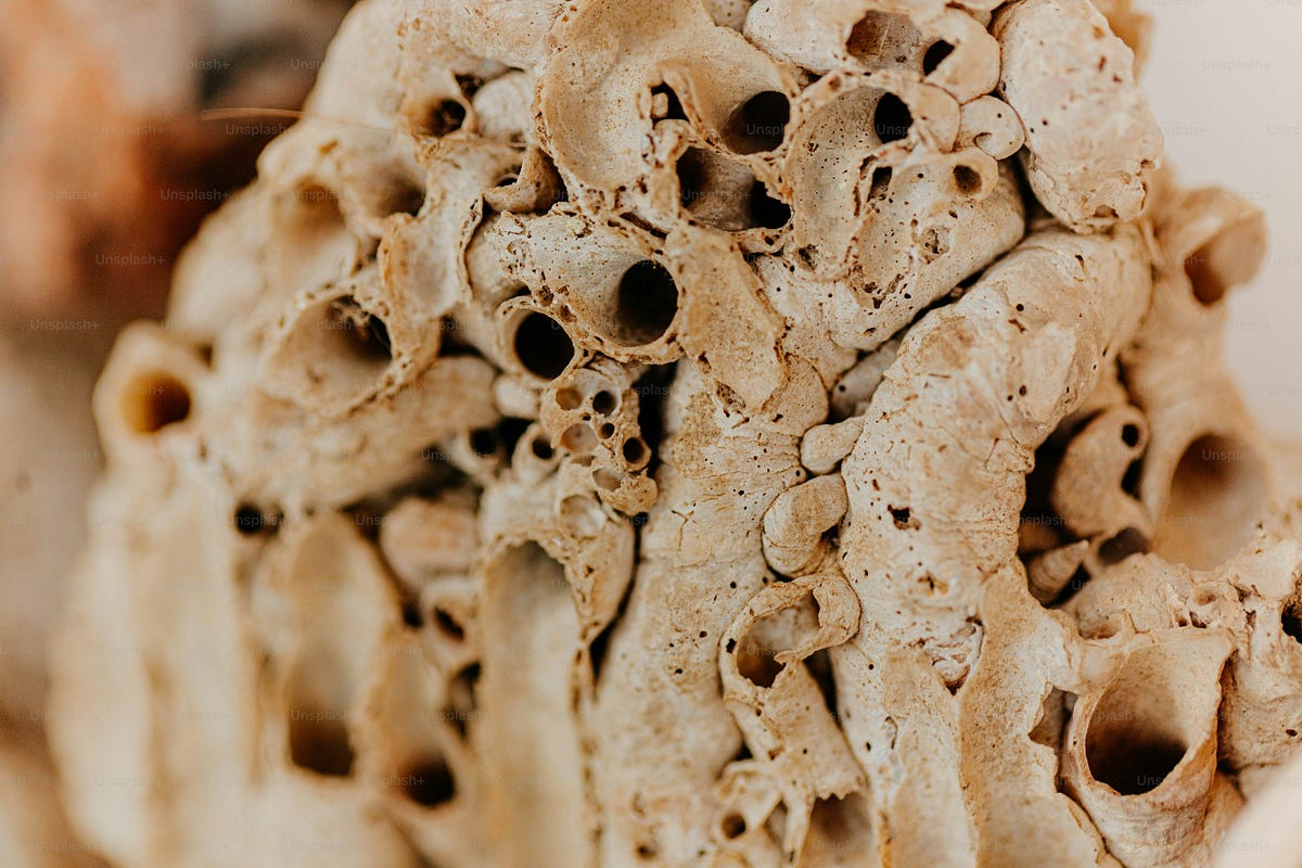 Clay, Bone, and Skin. Mindfulness: The pole of fragility and… | by ...