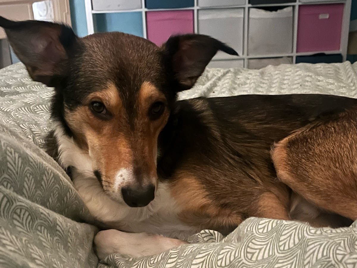 Did Lachy Hide My Phone?. And other doggy shenanigans | by Kay Flanagan ...