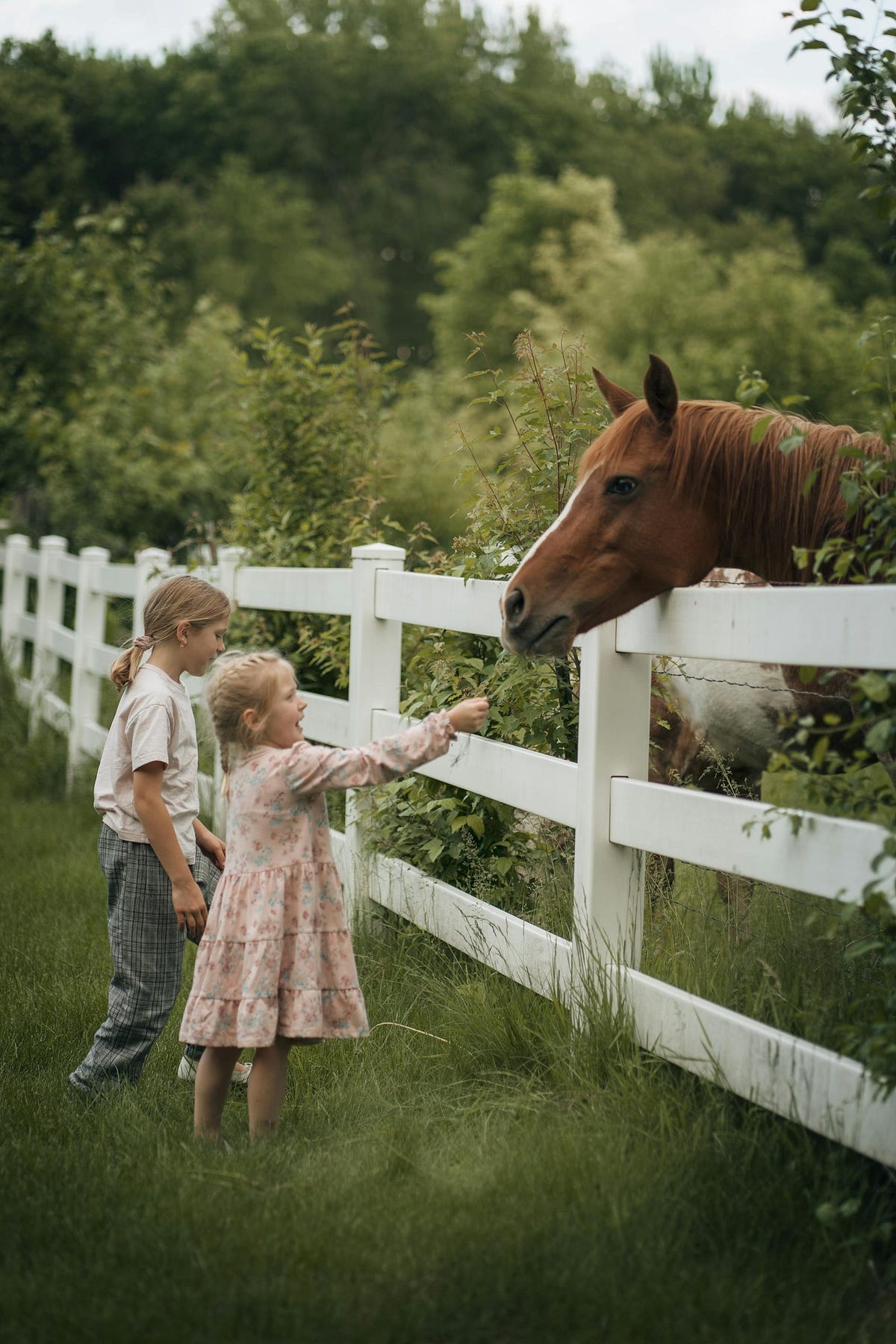 Humanity and Animals: A Relationship of Compassion and Coexistence | by ...