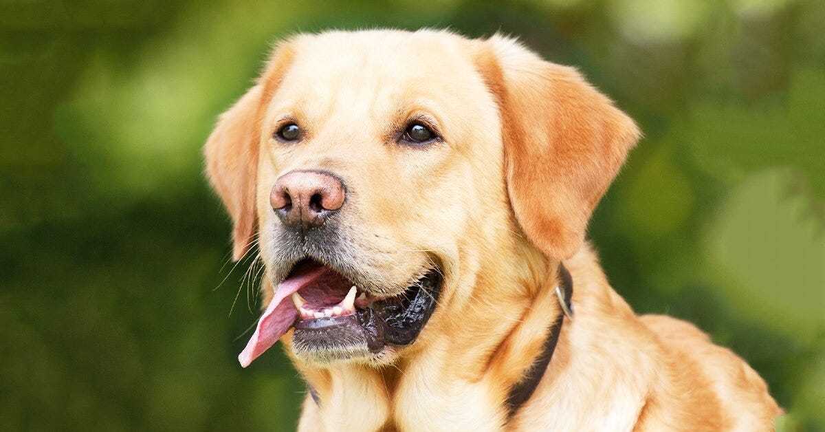 Top 10 Most Popular Dog Breeds. Choosing the right dog breed can be a… | by Zawar Alam | Medium