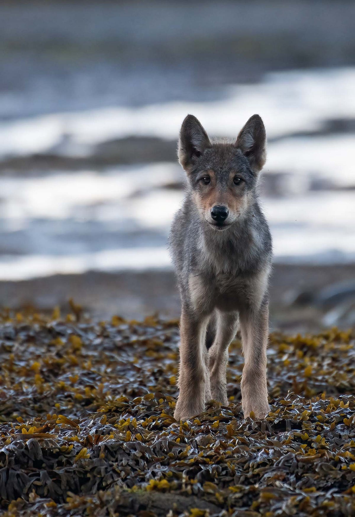 Part of the Pack. We are glad to repost this preview of… | by PAN Works ...