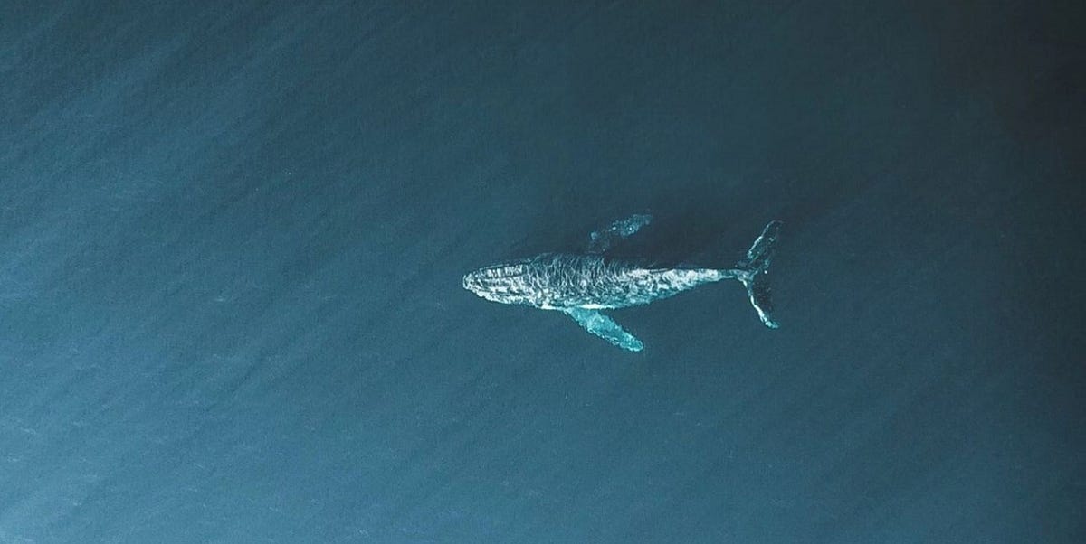 Different Kind of Whale 52. In the middle of this vast ocean, a… | by ...