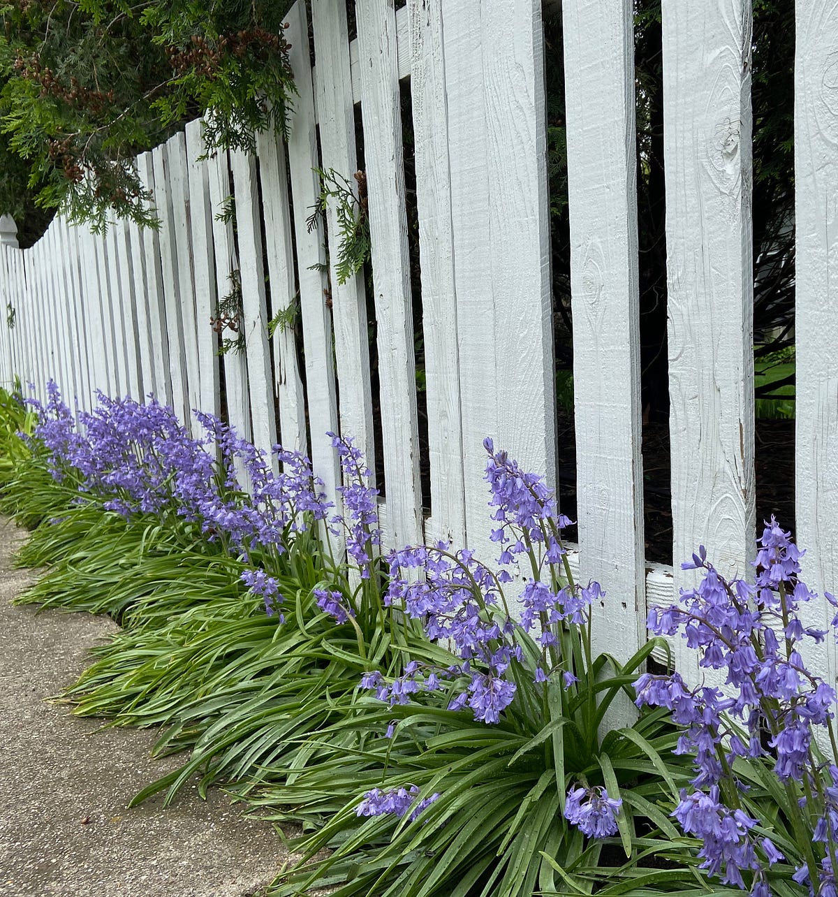 A row of bluebells - Bruce Black - Medium