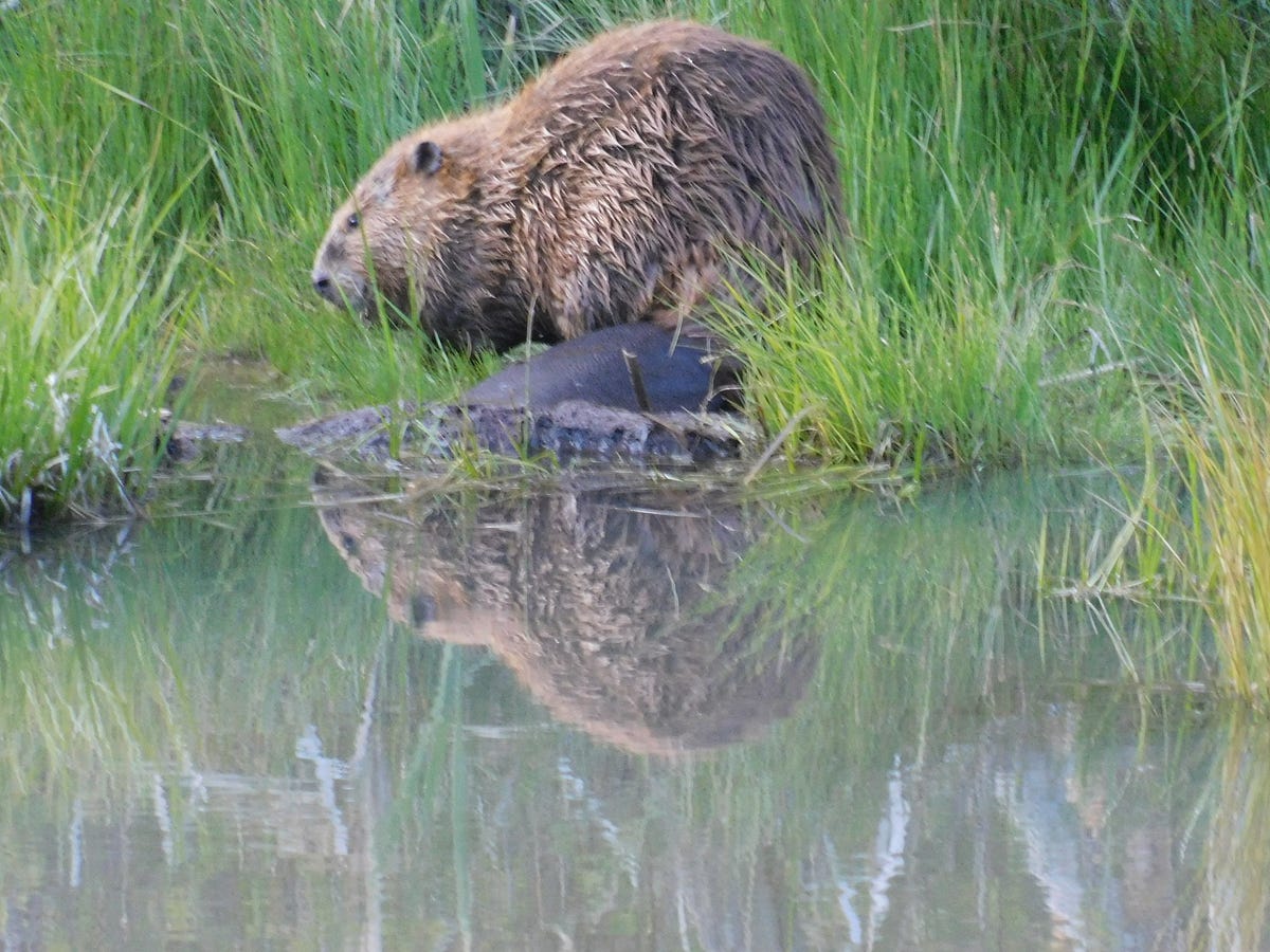 Verde River Beaver Blues. The quest to photograph beavers in… | by Gary ...