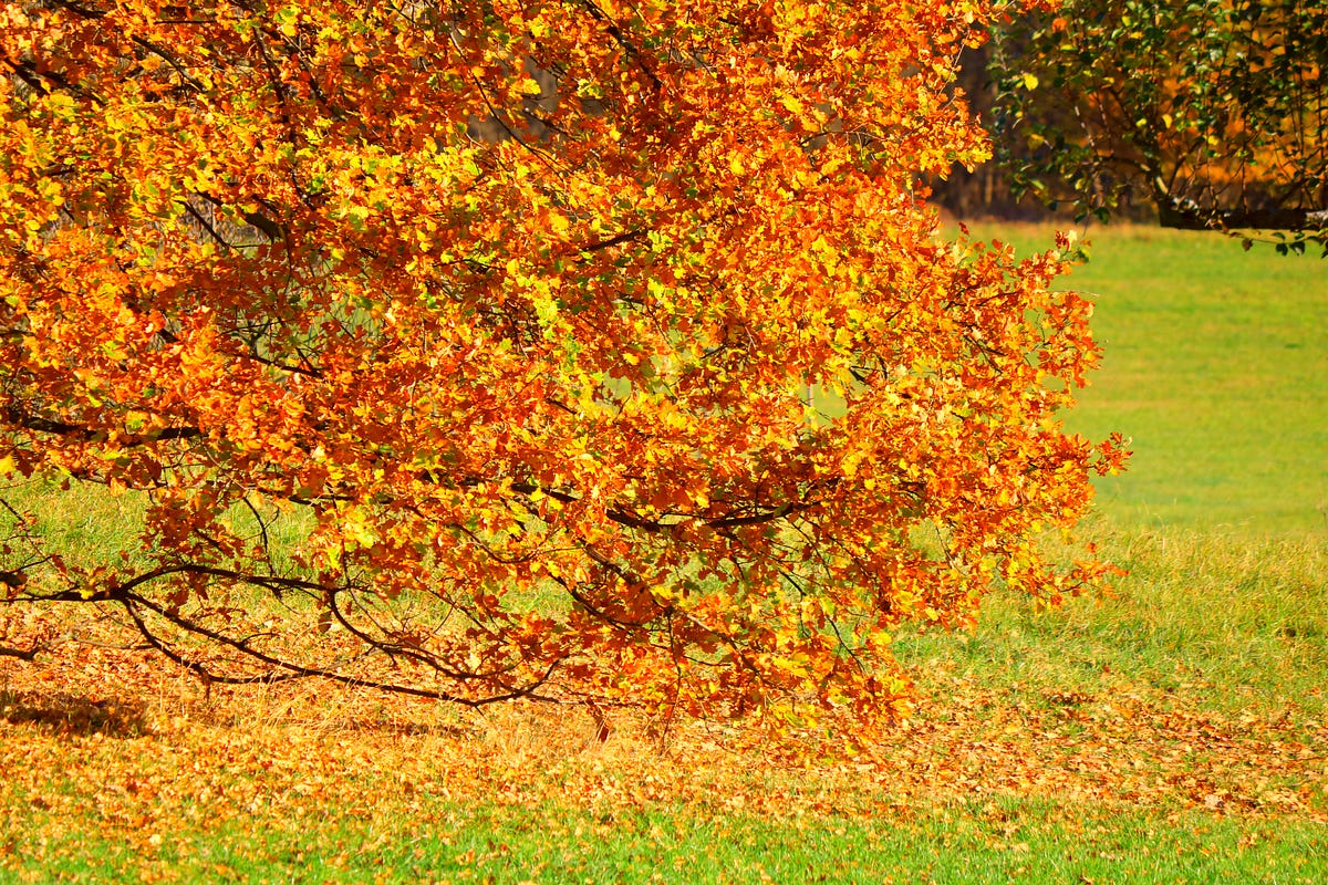 The Last Day of Autumn’s Beauty. A colorful festival comes to an end ...