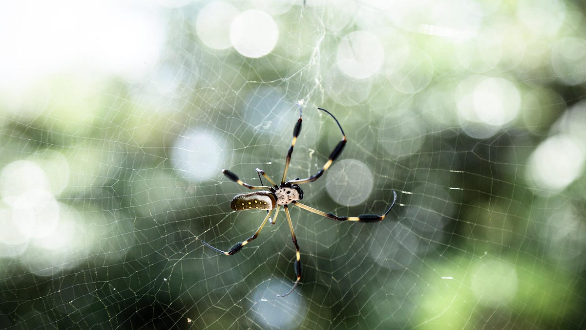 Ever Wondered Why We Have Only Two Eyes And Spiders Have Many More ...