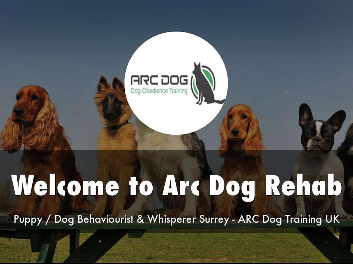 Detail Presentation About Arc Dog Rehab | by Malin Khag | Medium