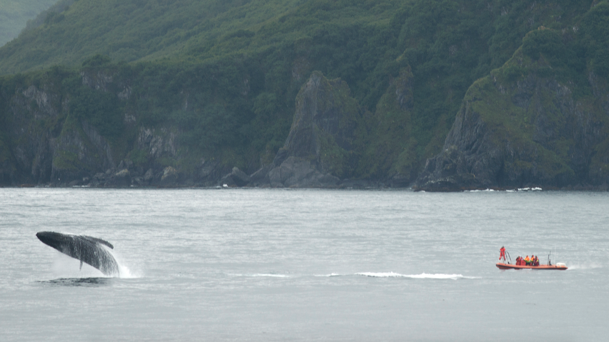 Collecting whale snot for science | by Cindy Wu | experiment | Medium