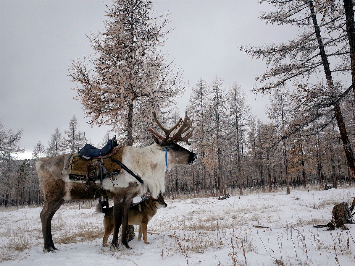 The Great Mystical Taiga · Part 1: The nomadic way of living | by Anh ...