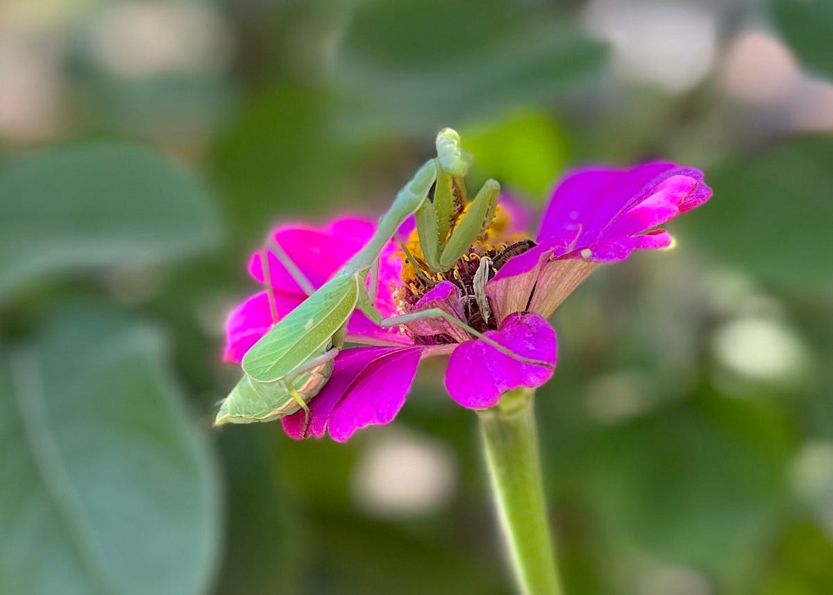 The iPhone as a Tool for Insect Photography | by William S. Willis ...