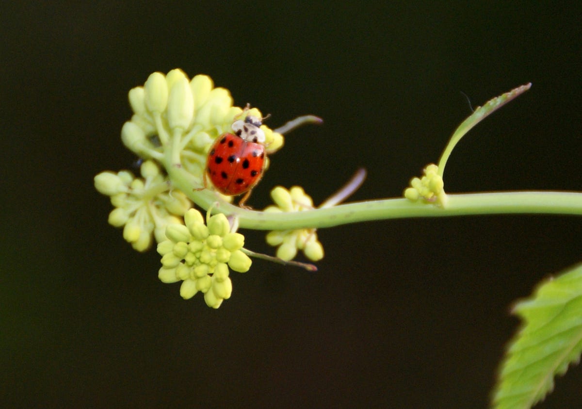 The Pretty Beetle: Ladybug - The Daily Cuppa - Medium