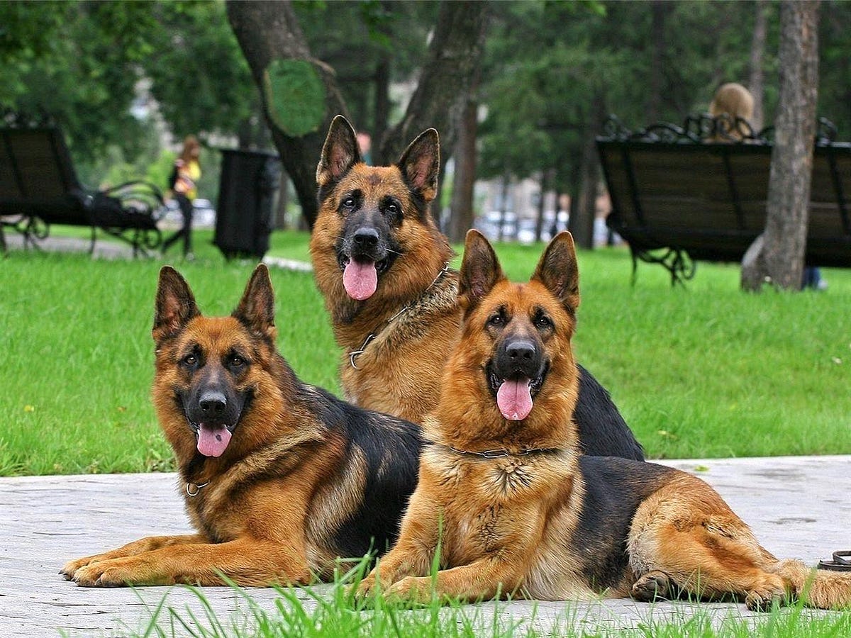 Understanding the Traits of 10 Potentially Dangerous Dog Breeds | by ...