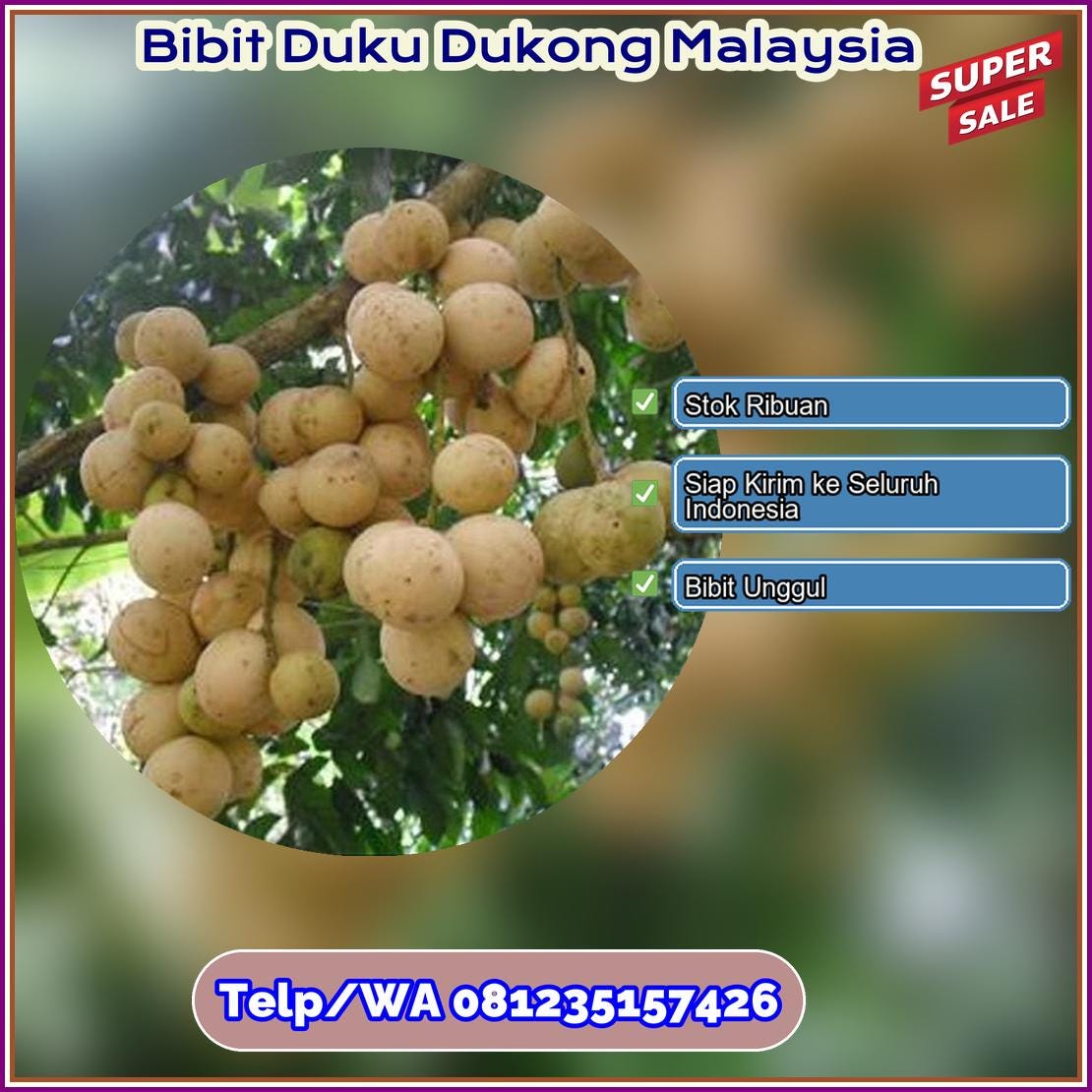 Grosir Bibit Duku Dukong Malaysia Kepulauan Sula | by Ezio Asoka | Medium