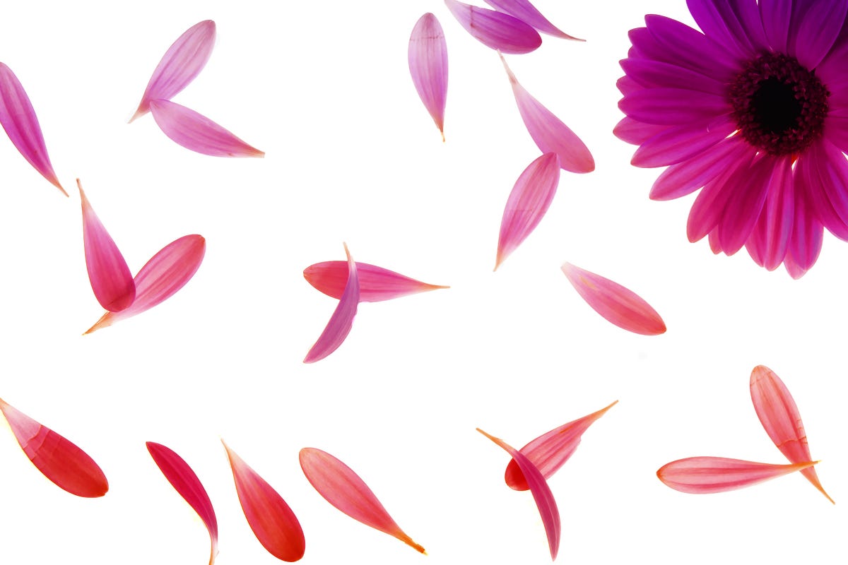 Paste a Petal - Koinonia - Medium